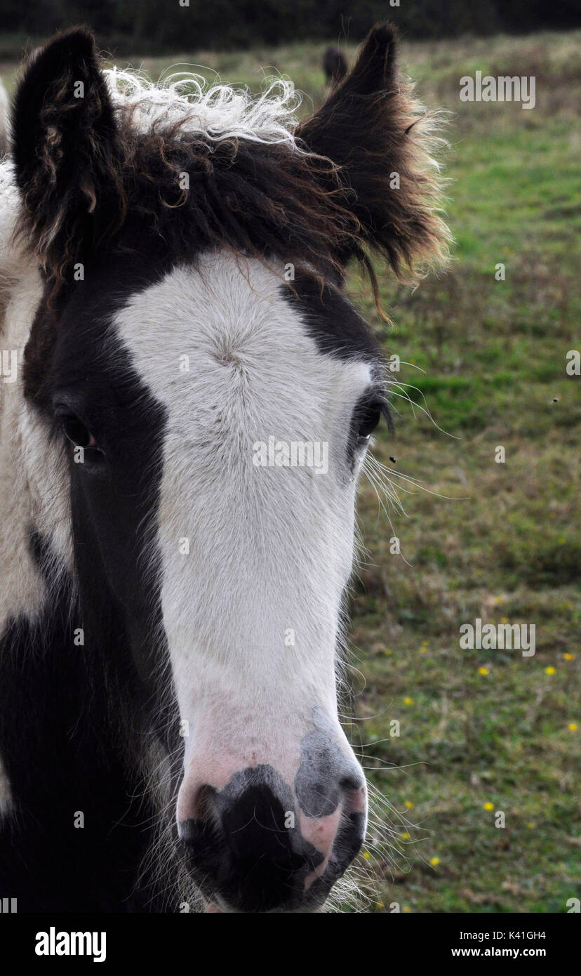 Suffolk the foals hi-res stock photography and images - Alamy