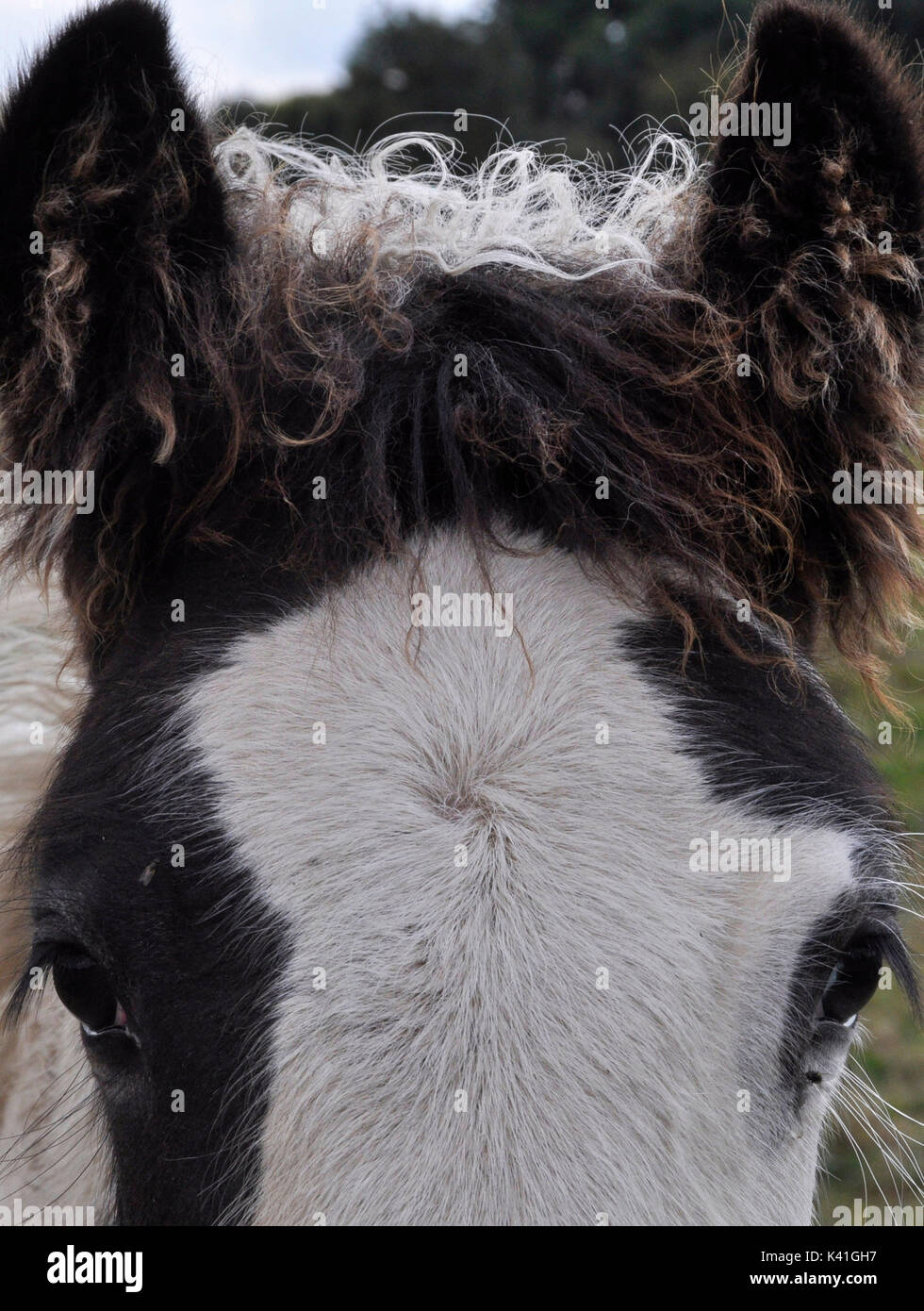 Foal face hi-res stock photography and images - Alamy