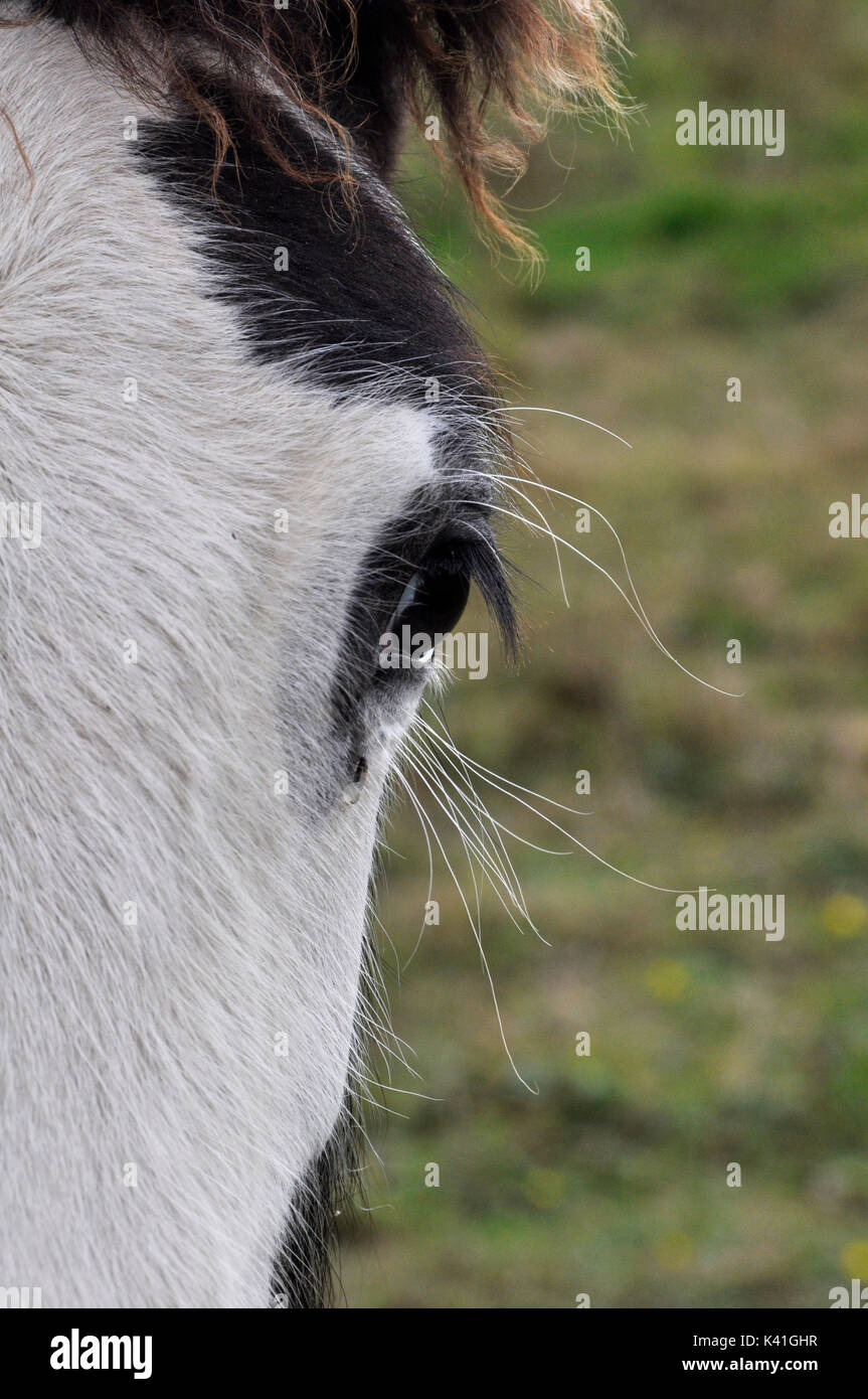 Foal face hi-res stock photography and images - Alamy