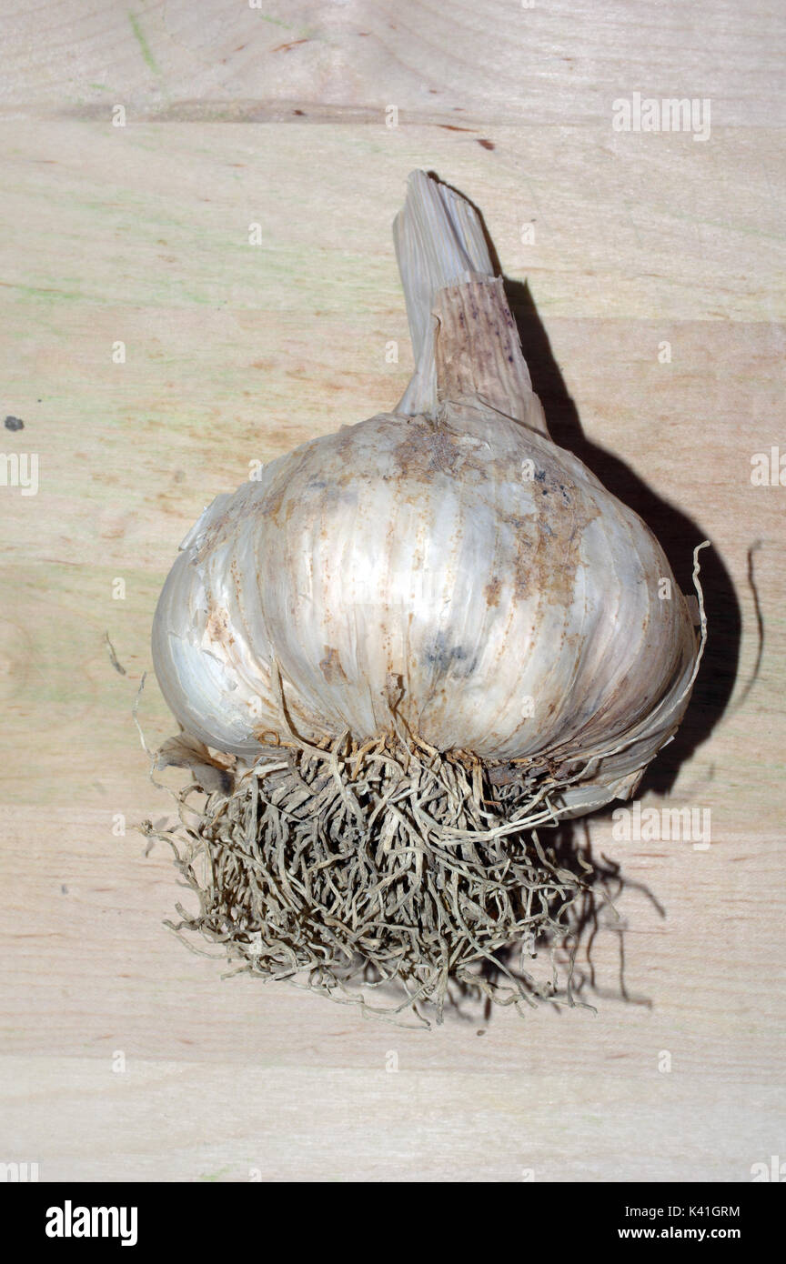 Aroma bulb hi-res stock photography and images - Alamy