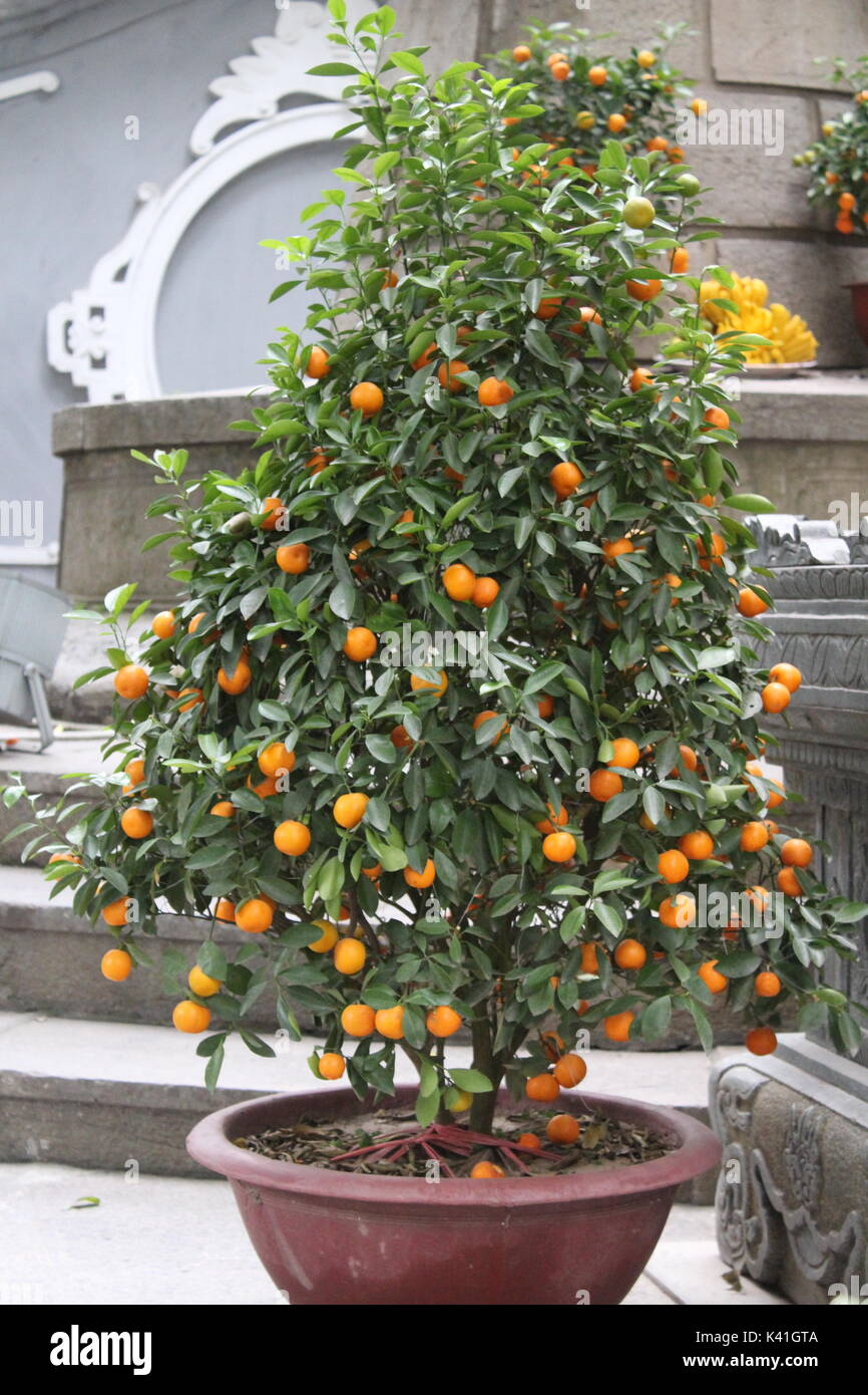 Orange tree outside temple, Hanoi, Vietnam Stock Photo - Alamy