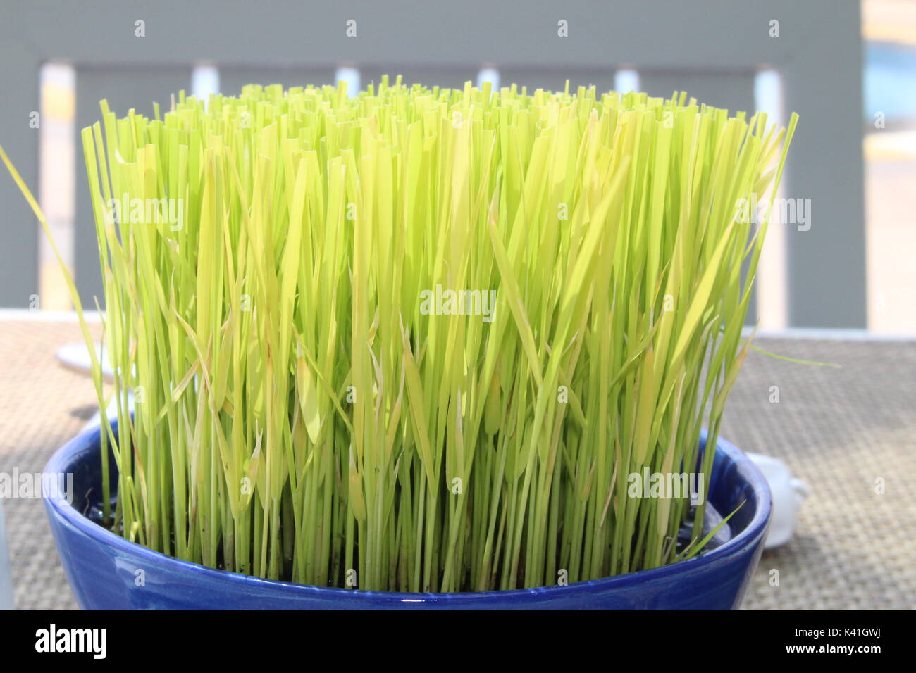 Rice plant pot hi-res stock photography and images - Alamy