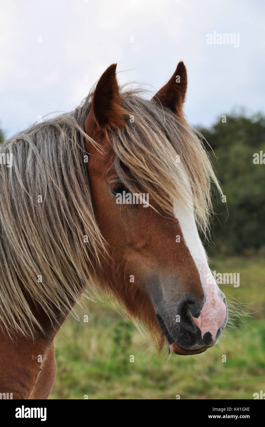 profile of horse's head Stock Photo - Alamy