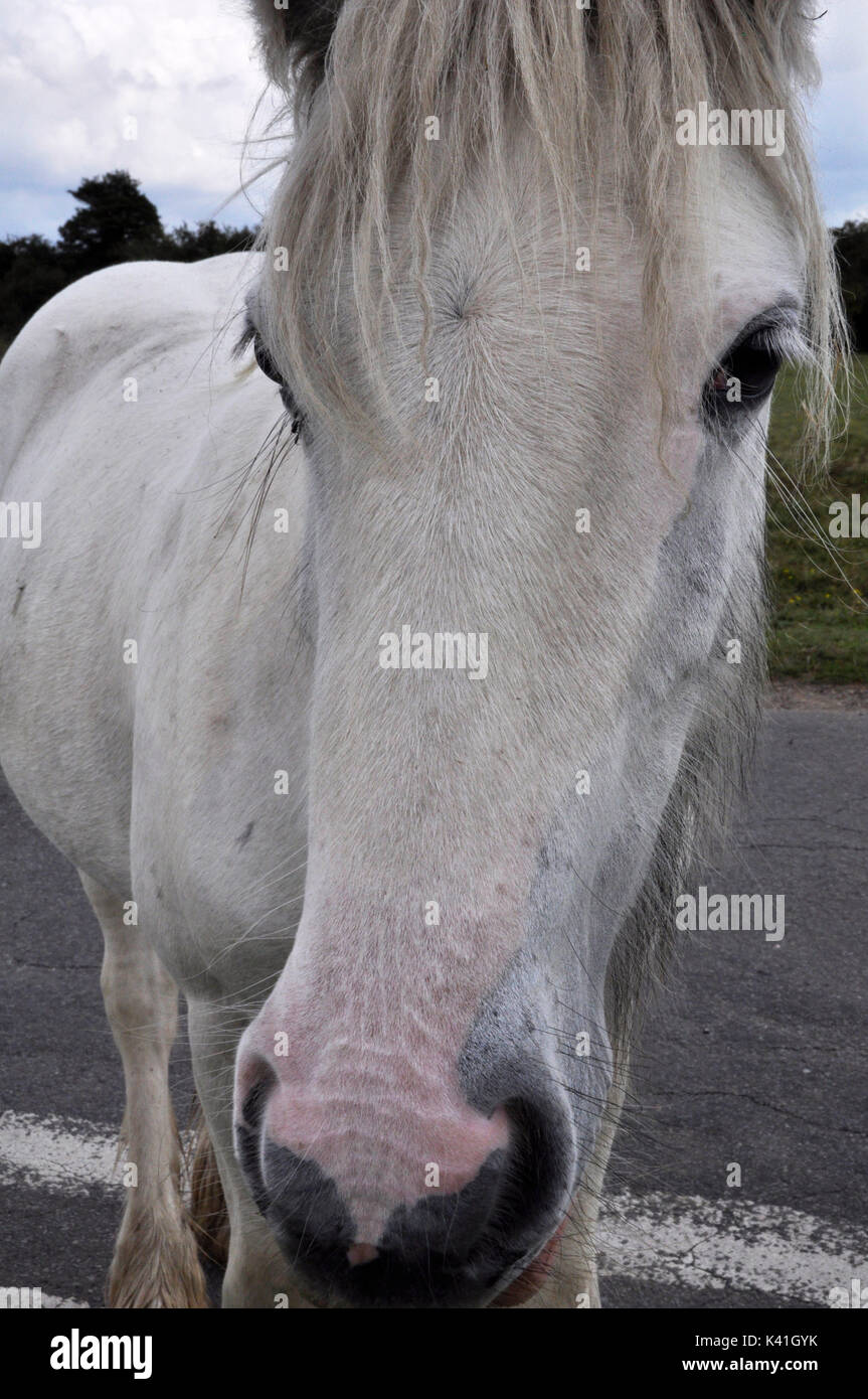 Close up of horses face hi-res stock photography and images - Alamy