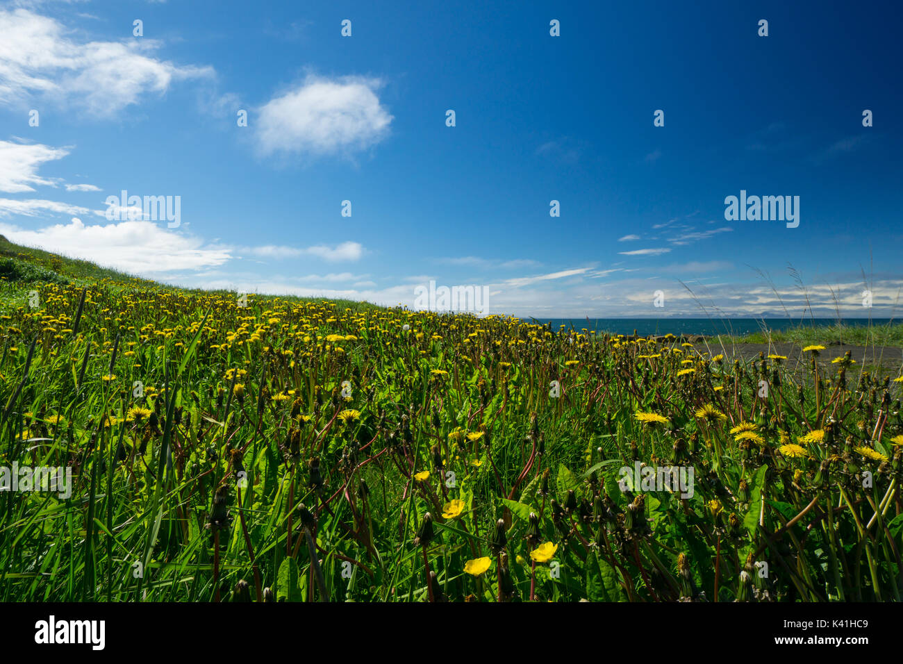 Iceland - Blue ocean behind yellow field of flowers under perfect blue ...