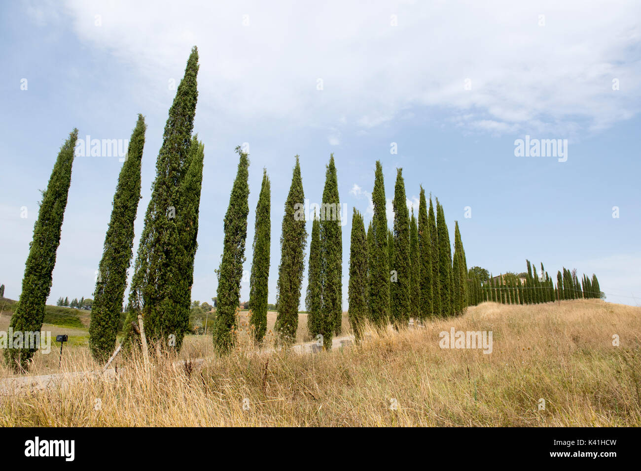 A Cypress Tree lined driveway at a farm near Montalcino in Val d'Orcia ...