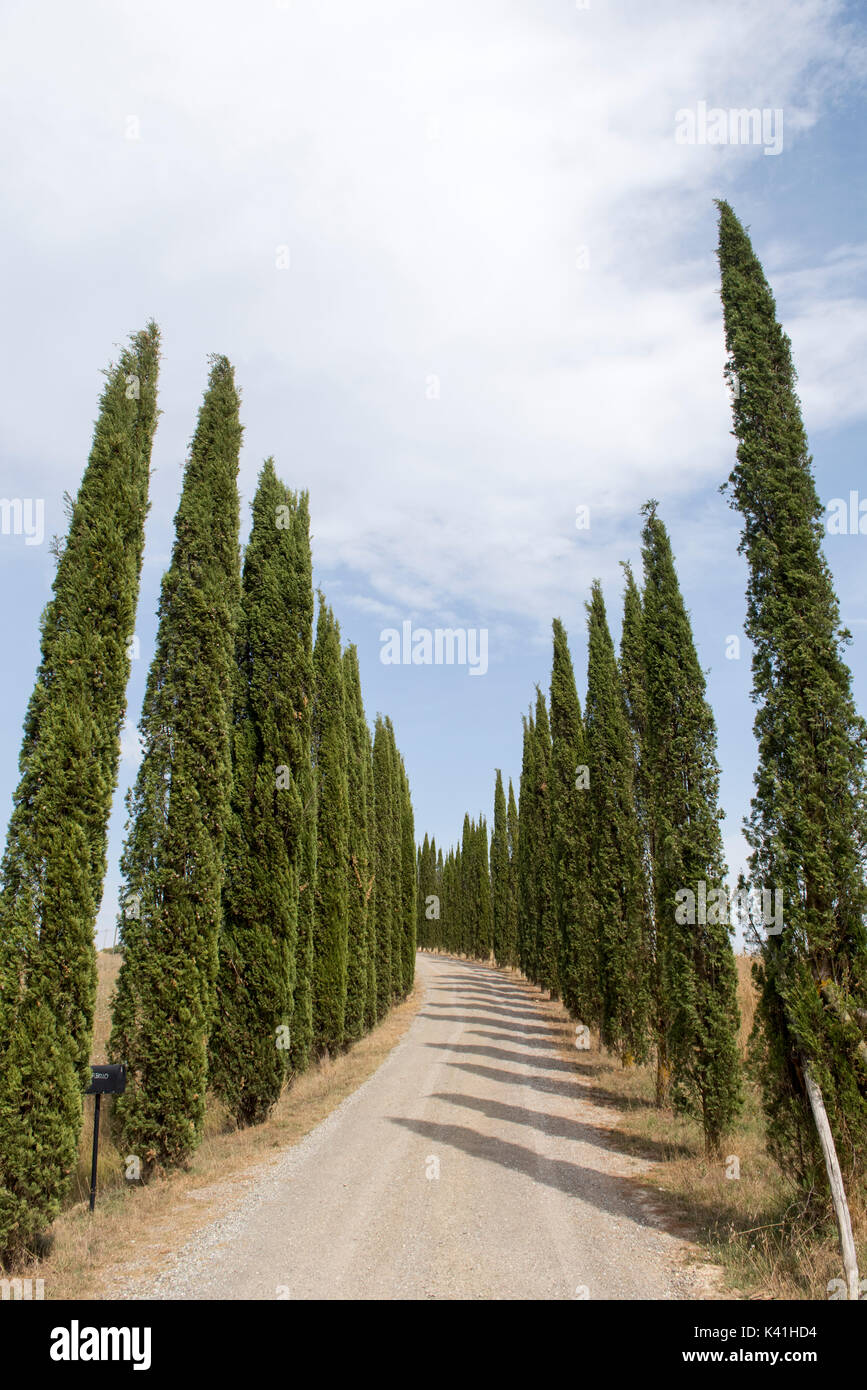 A Cypress Tree lined driveway at a farm near Montalcino in Val d'Orcia ...