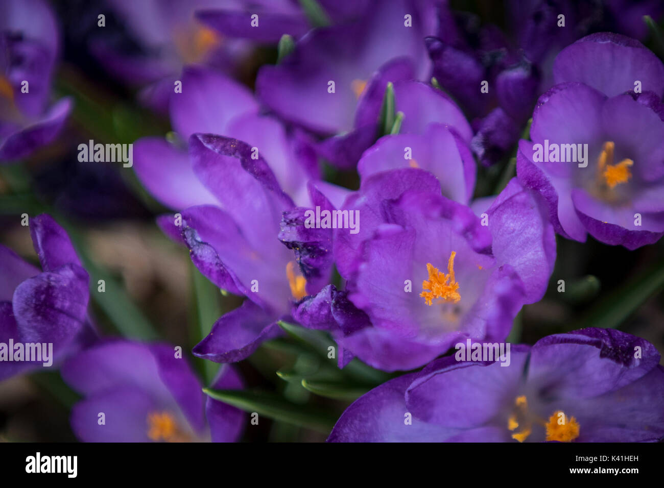 Spring Wild Flowers Stock Photo - Alamy