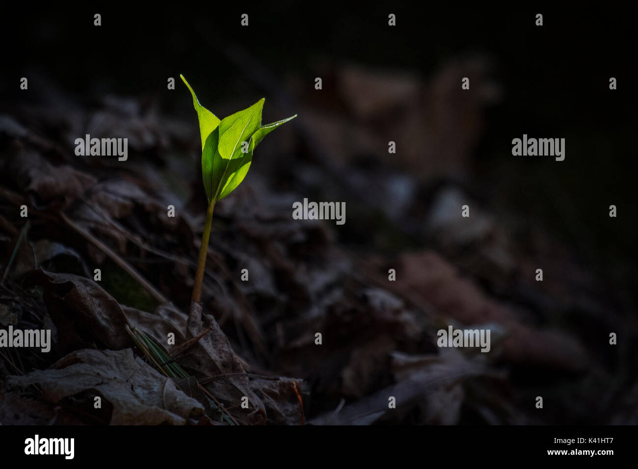 Inspiration for life hi-res stock photography and images - Alamy