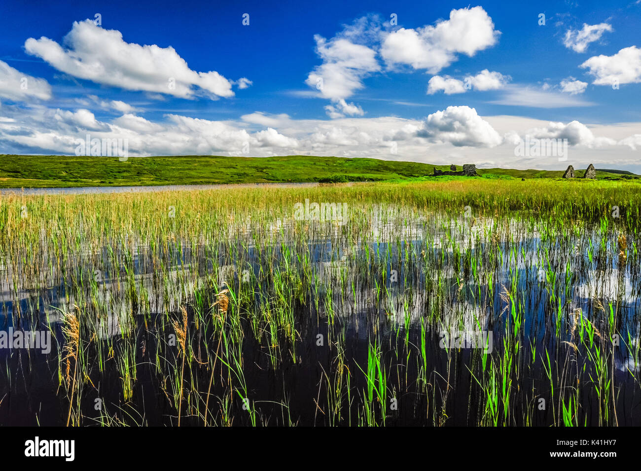 Tall reeds and grass hi-res stock photography and images - Alamy