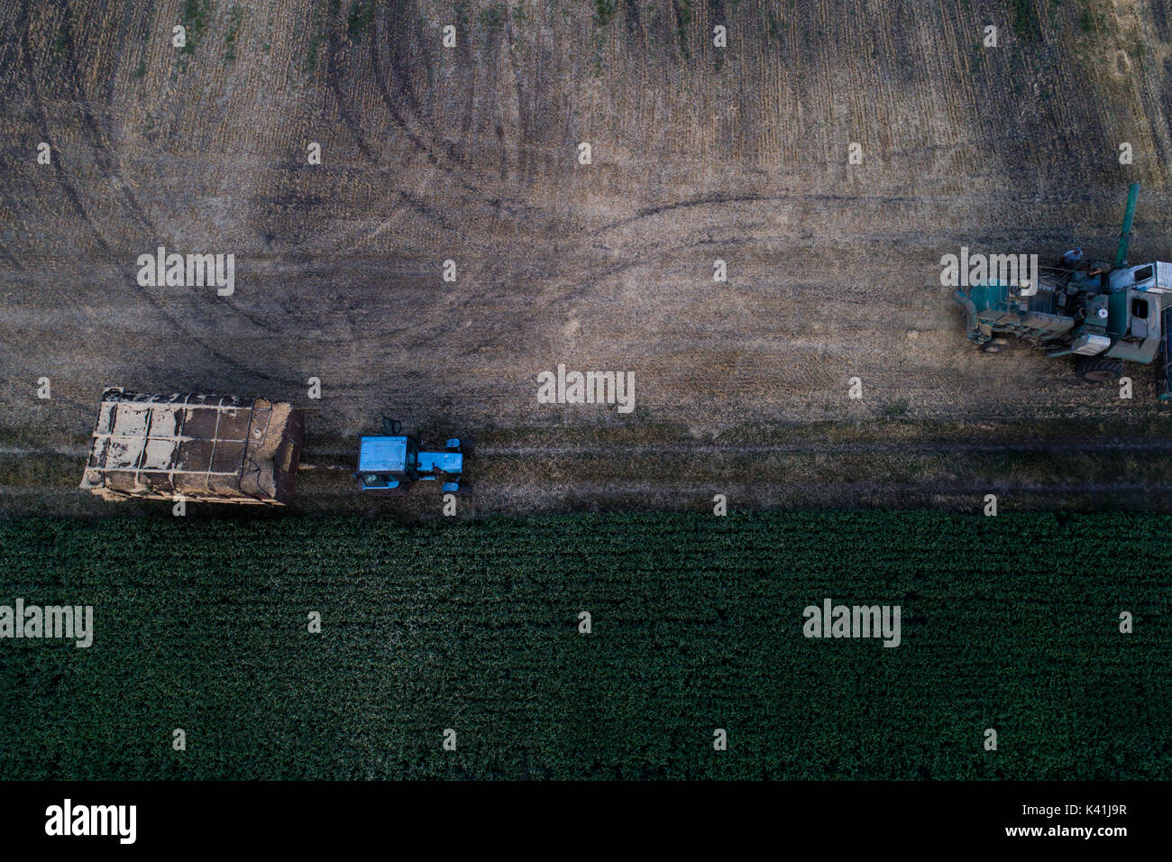 Aerial view of the combine harvester, which pours the grain into the ...