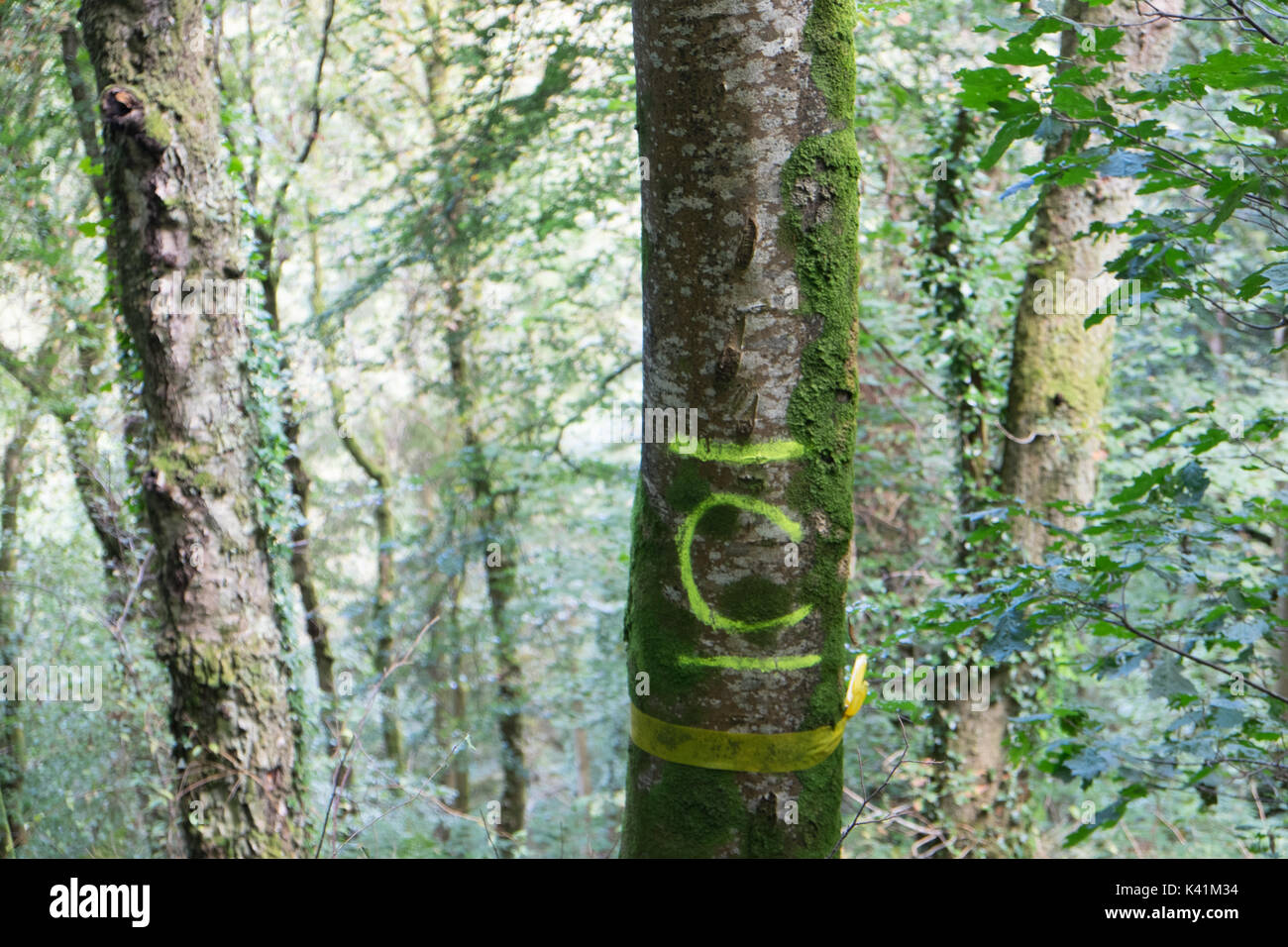 Dyfi Forest Wales High Resolution Stock Photography and Images - Alamy