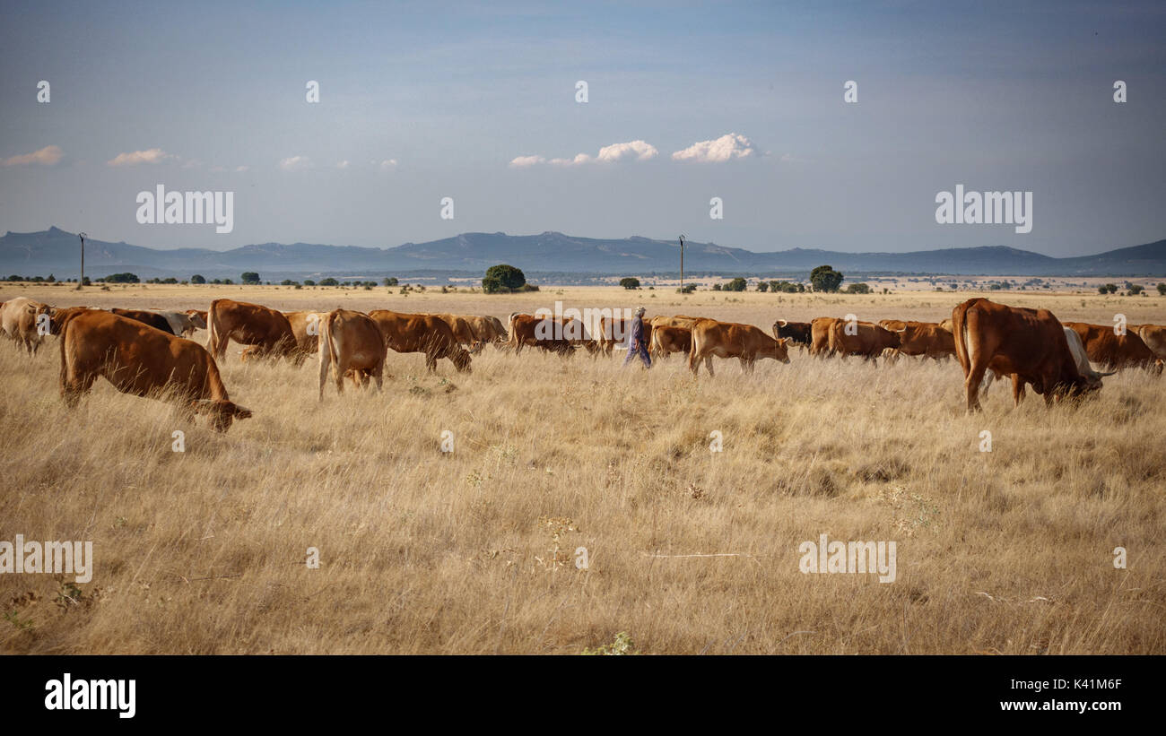 Cow cattle in the smoothness Stock Photo - Alamy