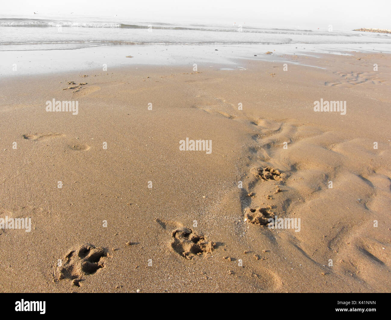 dog paws shapes long the beach next to the sea Stock Photo - Alamy