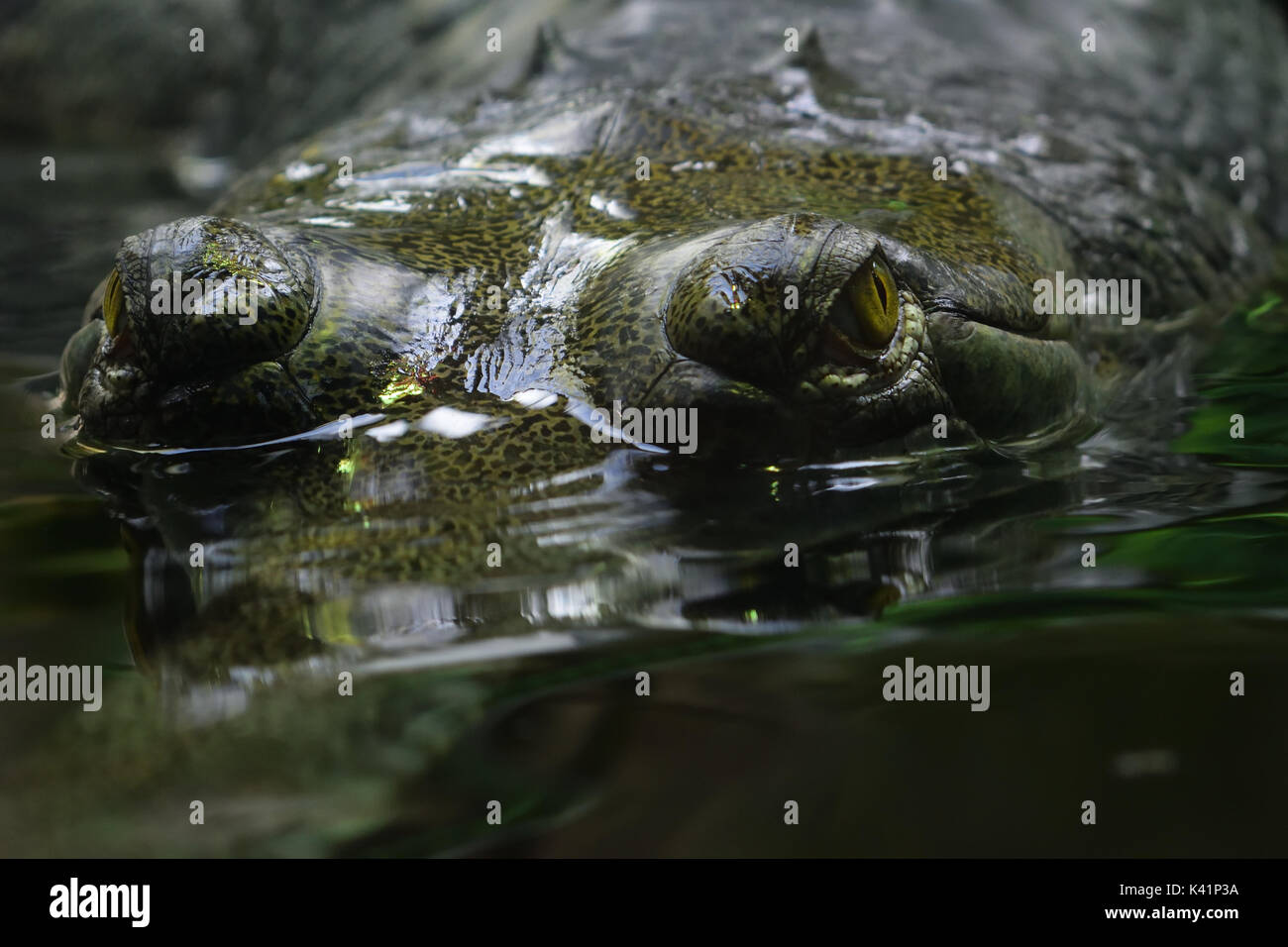Close up of eyes and body of gharial (gavial) in water Stock Photo - Alamy