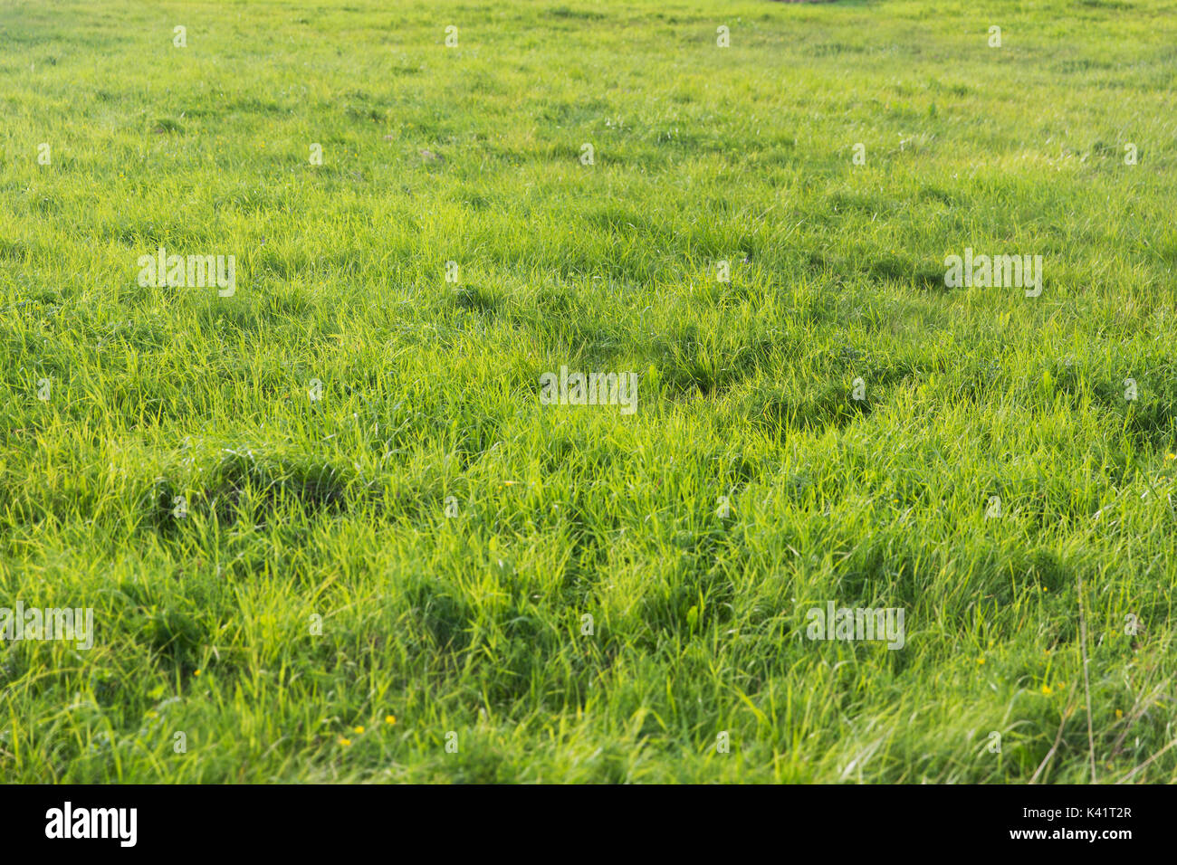 Green grass on summer hi-res stock photography and images - Alamy