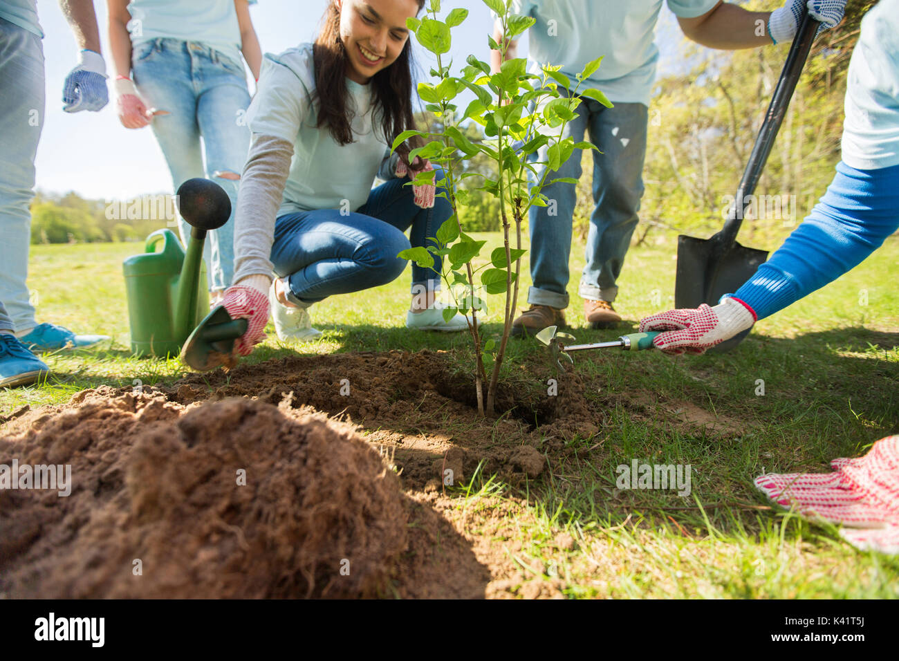 group of volunteers hands planting tree in park Stock Photo - Alamy