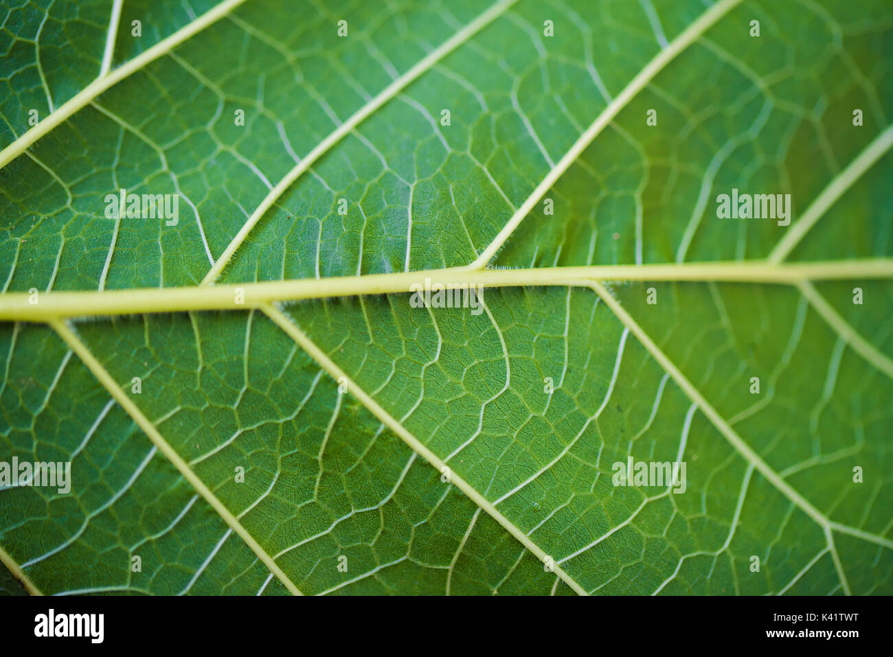 Nice green leaf hi-res stock photography and images - Alamy