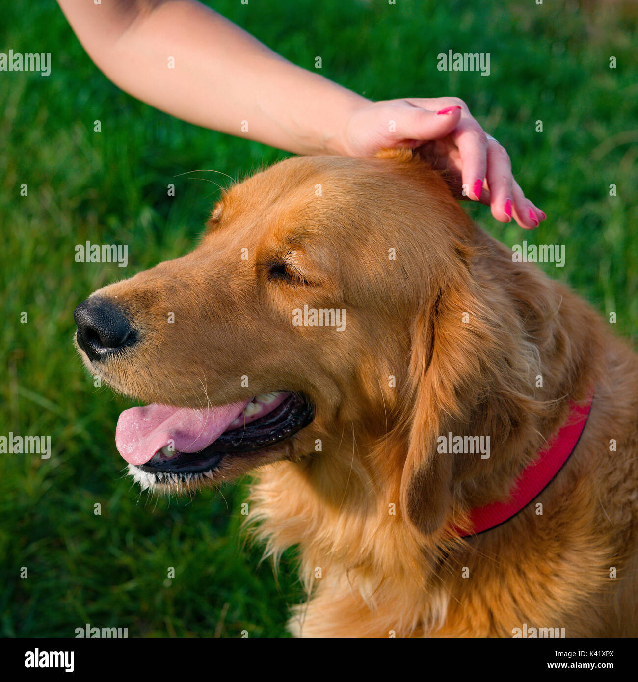 Woman and her family pet dog golden retriever. Human hand stroking ...