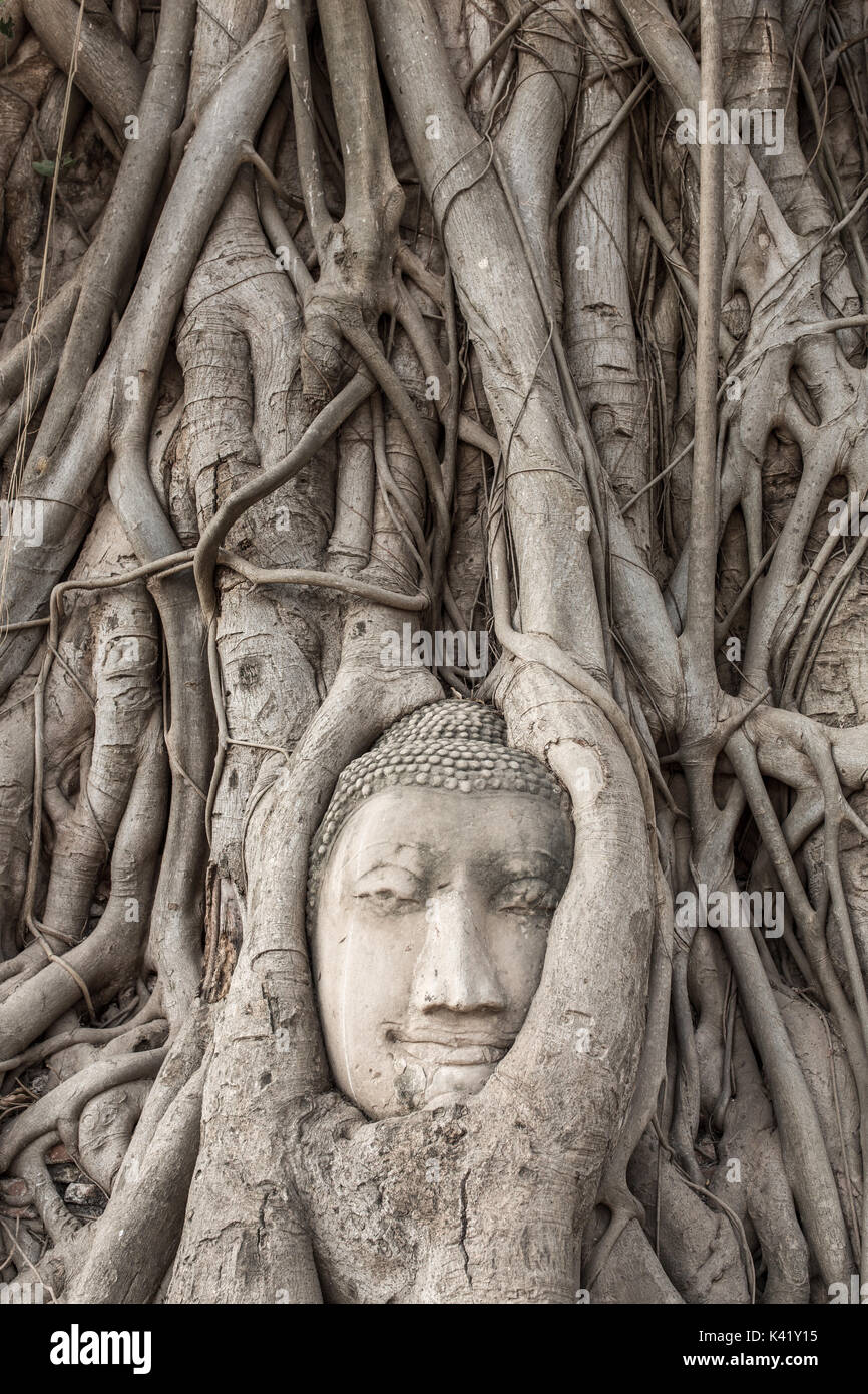 Buddha bodhi tree art hi-res stock photography and images - Alamy