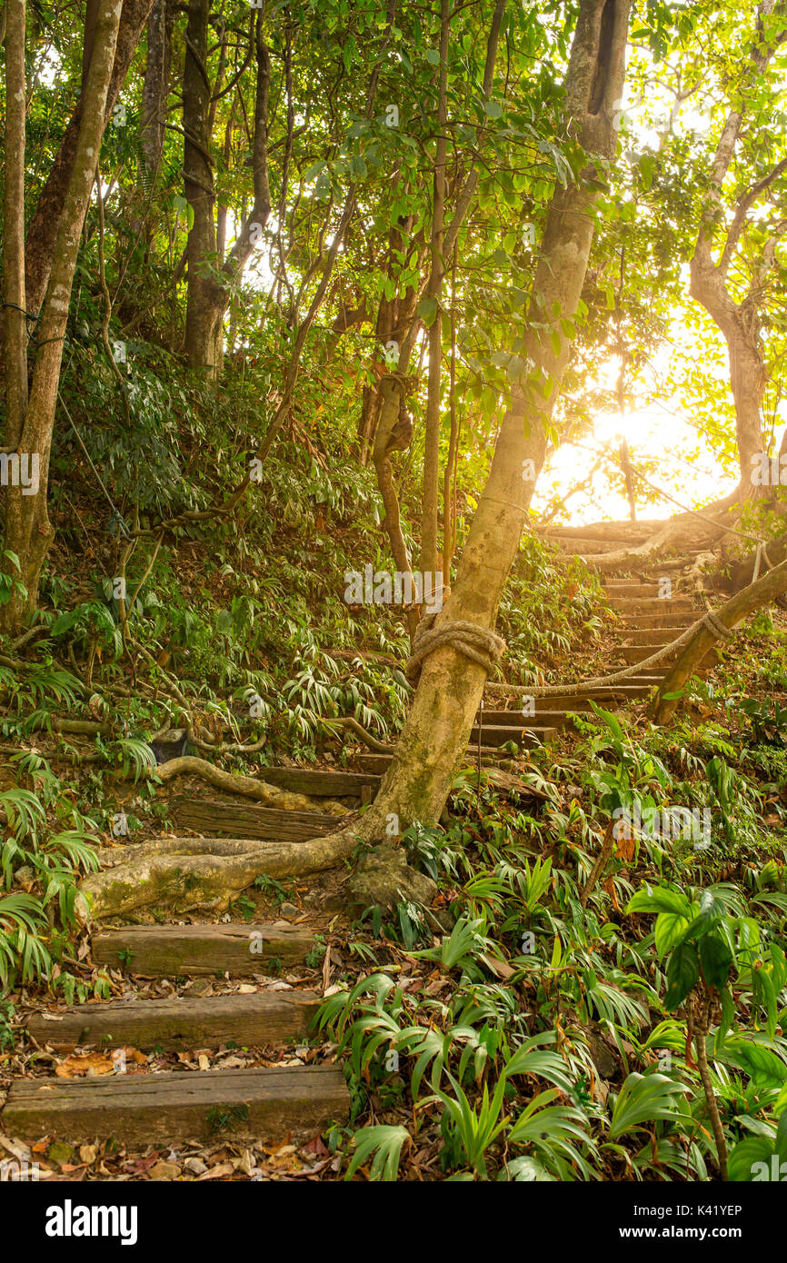 Stairs leading up a walkway in the jungle. Beautiful path in the forest ...