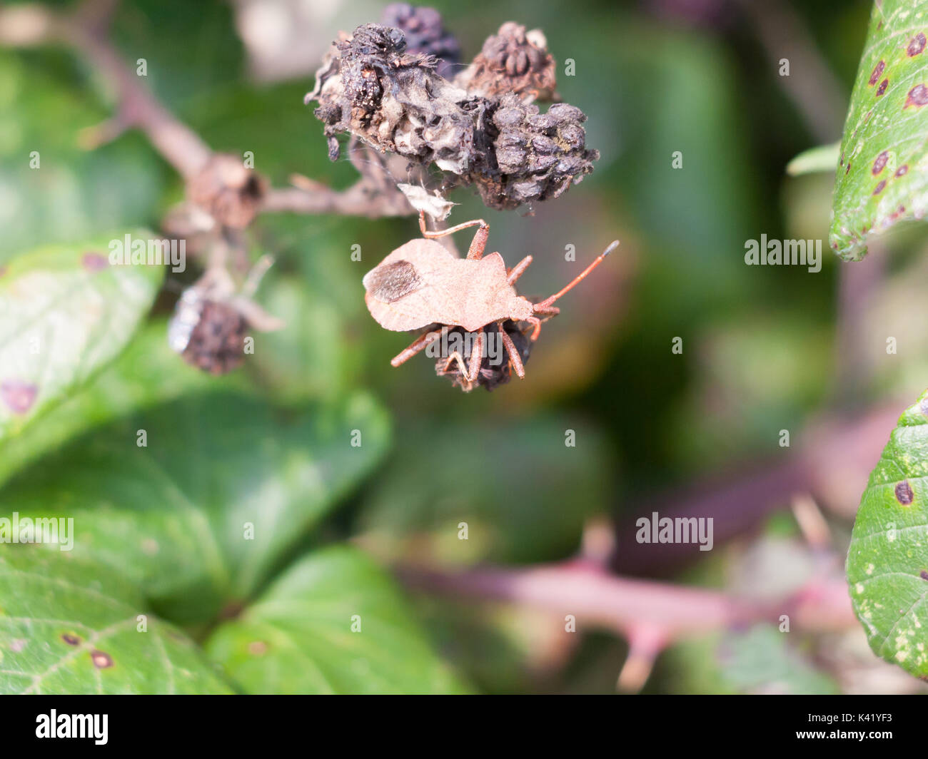 big dock bug on blackberries outside Coreus marginatus; Essex; England ...