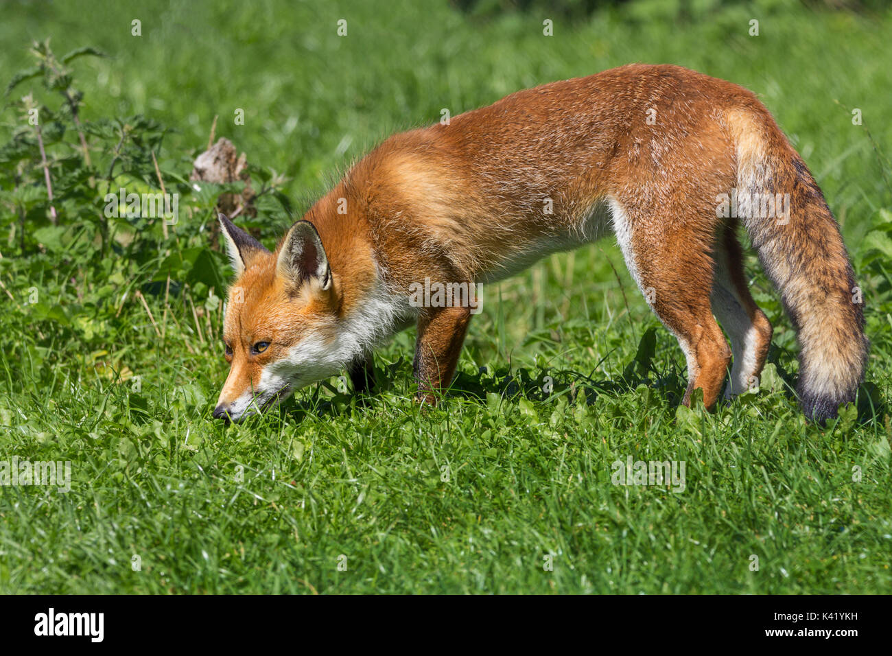 White Fox Tail Stock Photos & White Fox Tail Stock Images - Alamy