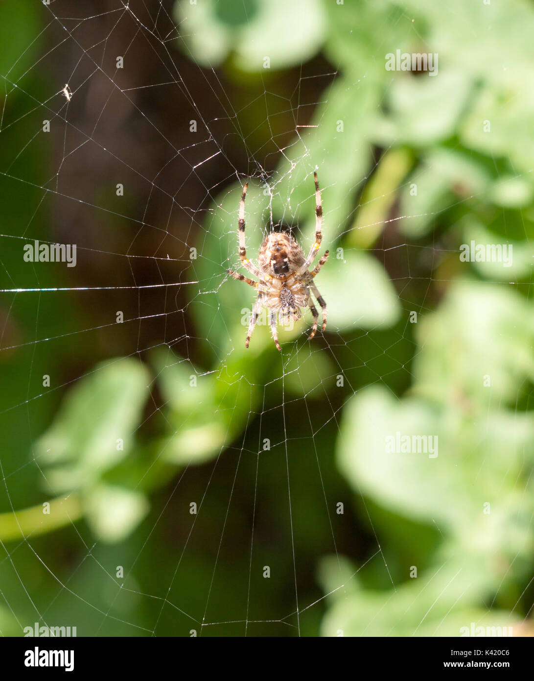 spider on web spider on web outside European Garden Spider or Cross Orb ...