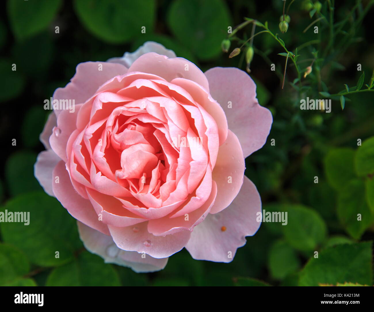 Rose gentle hermione hi-res stock photography and images - Alamy