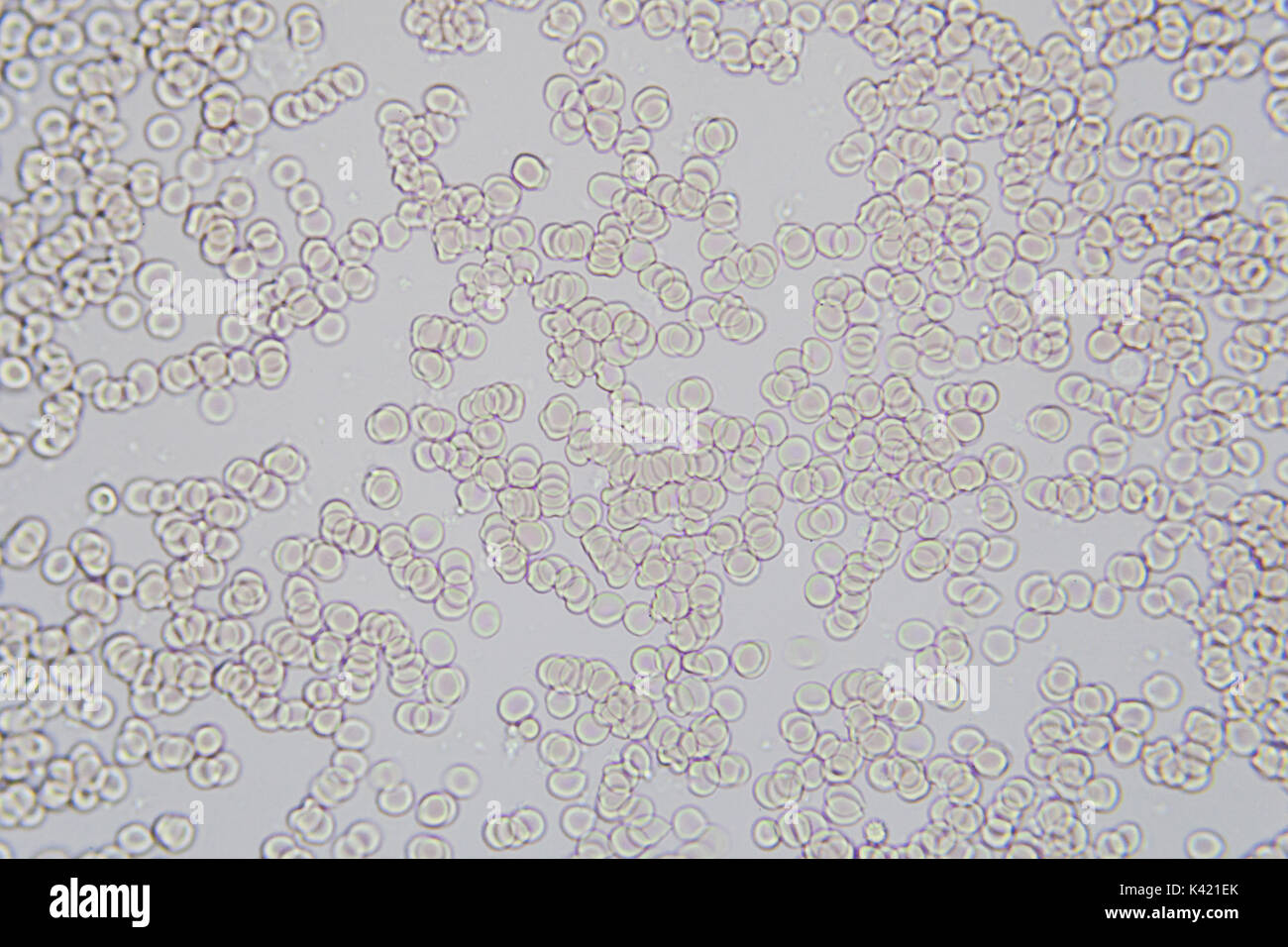 Red Blood Cells Microscope 40x