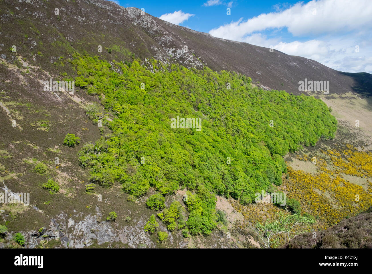 Oak woodland on steep slopes of Ard Crags in Lake District, England ...