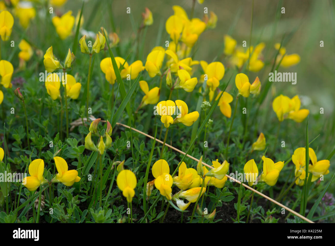 Birds-foot trefoil flowers Stock Photo - Alamy