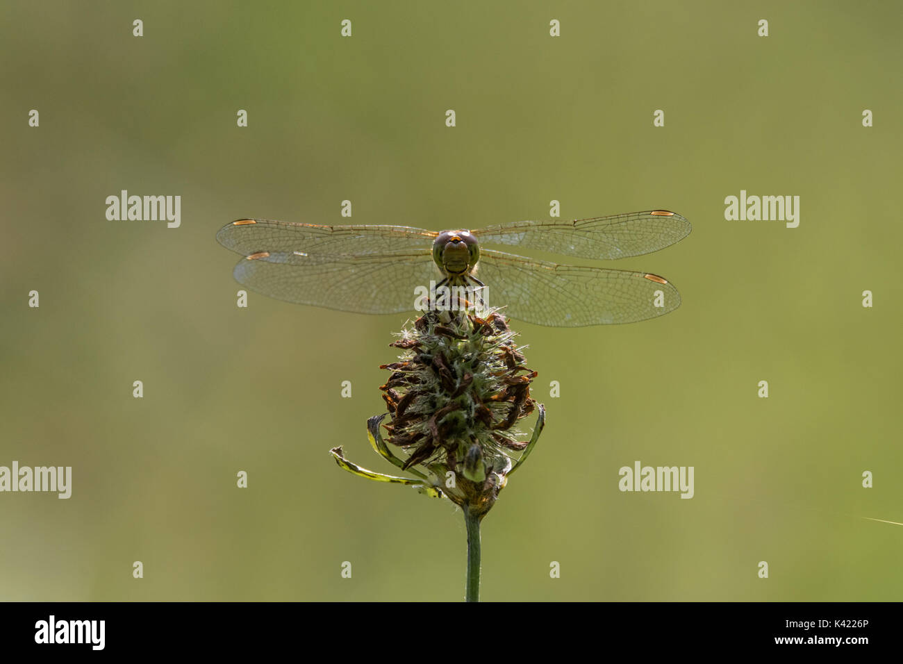 Common darter (Sympetrum striolatum) front view. Female dragonfly in ...