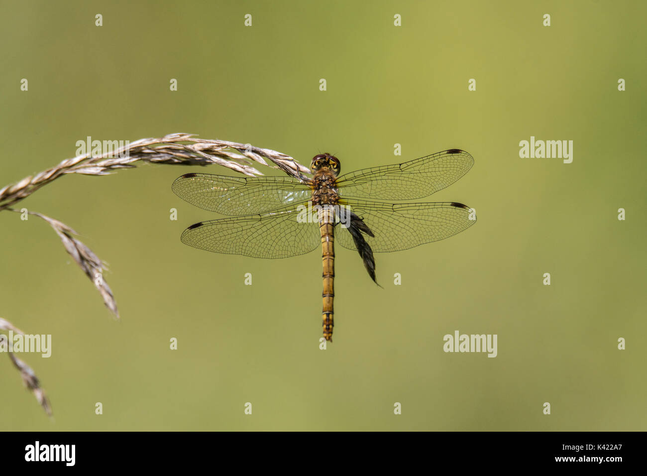 Dorsal view of dragonfly hi-res stock photography and images - Alamy