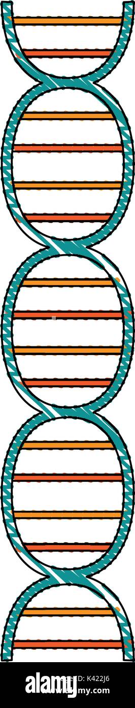 Isolated dna design Stock Vector Image & Art - Alamy