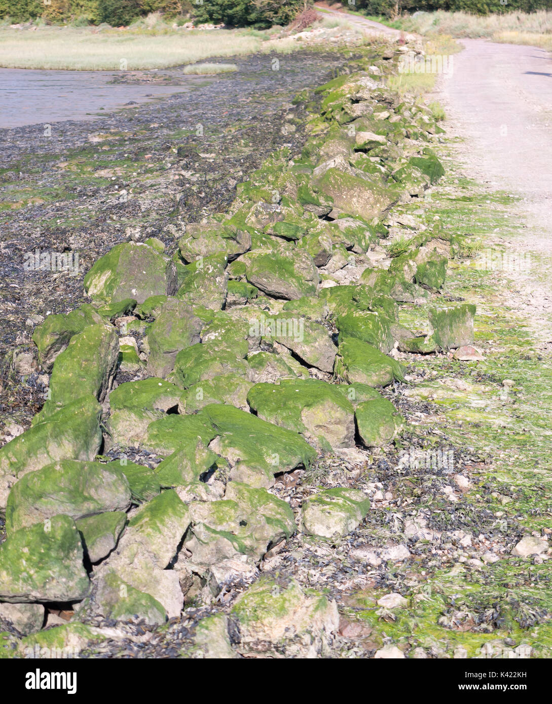 algae covered rocks formation at side of road;Essex; England; UK Stock ...