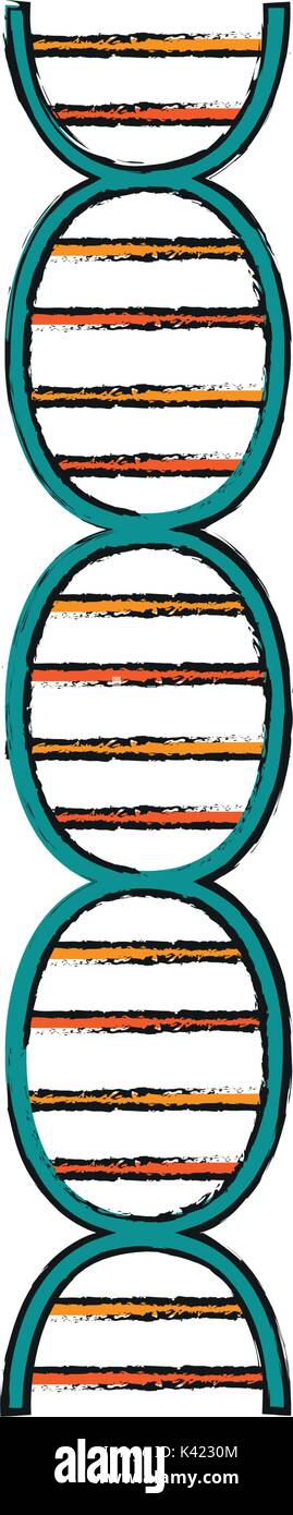 Isolated dna design Stock Vector Image & Art - Alamy