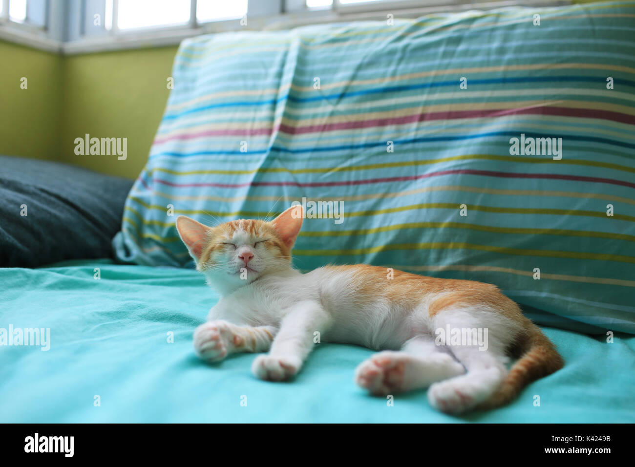 ginger white baby cat sleepy Stock Photo - Alamy