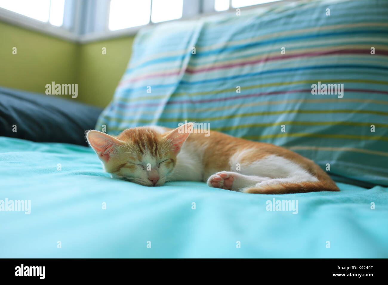 ginger white baby cat sleepy Stock Photo - Alamy