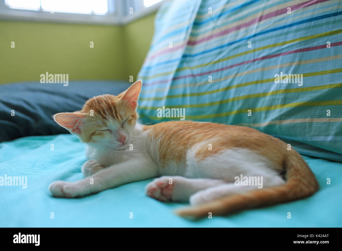 ginger white baby cat sleepy Stock Photo - Alamy