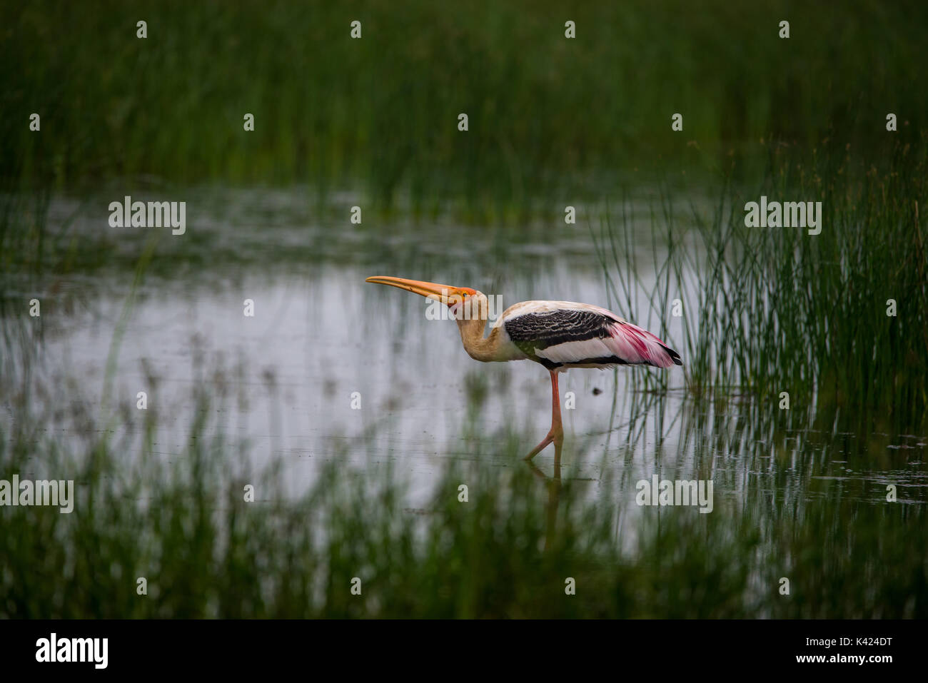 Painted stork hunting fish hi-res stock photography and images - Alamy