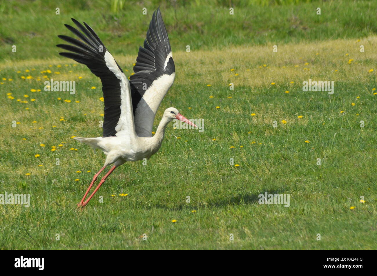 The white stork looking for food in the meadow. Long red legs and beak ...
