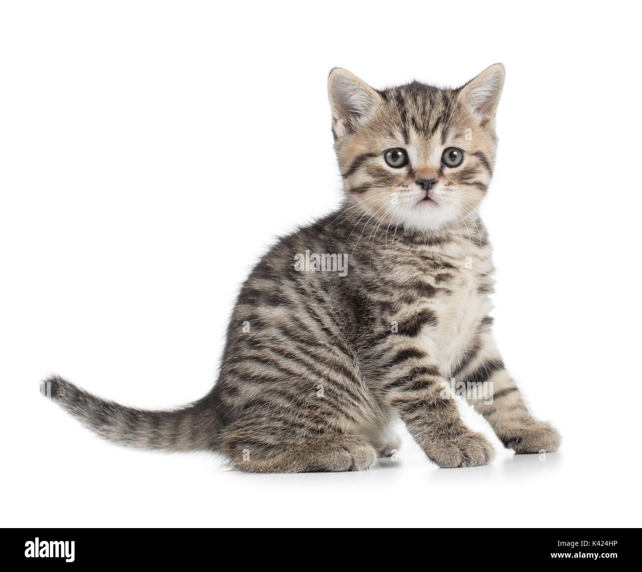Sitting cat full length looking with great attention isolated Stock ...