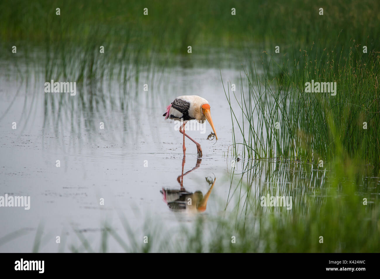 Painted Stork with fish caught from river Stock Photo - Alamy