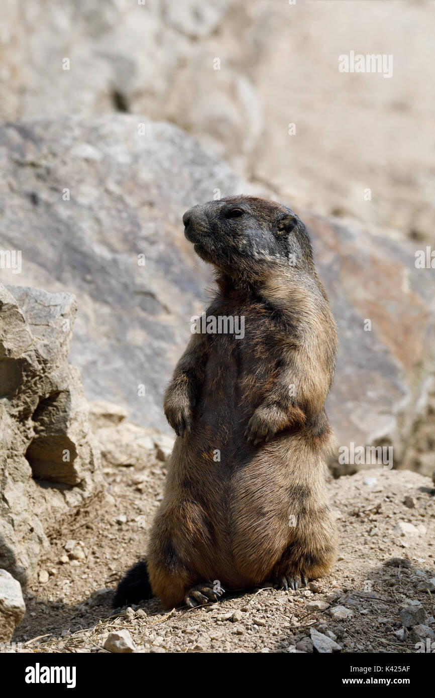 Marmota marmota latirostris hi-res stock photography and images - Alamy
