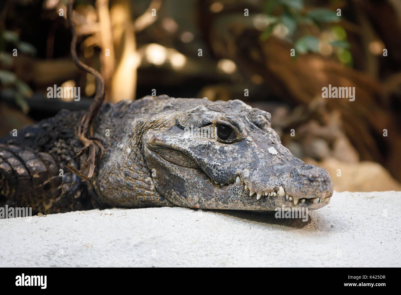 dwarf crocodile (Osteolaemus tetraspis), also known commonly as the ...