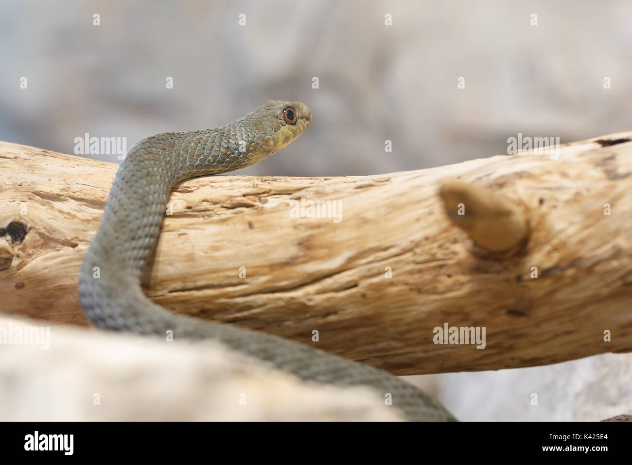 Montpellier snake (Malpolon insignitus), is a species of mildly ...