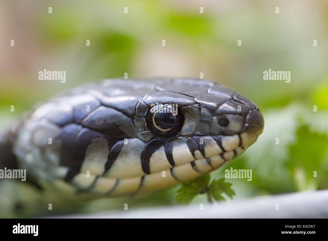 common grass snake (Natrix natrix) close up portrait, Czech, European ...