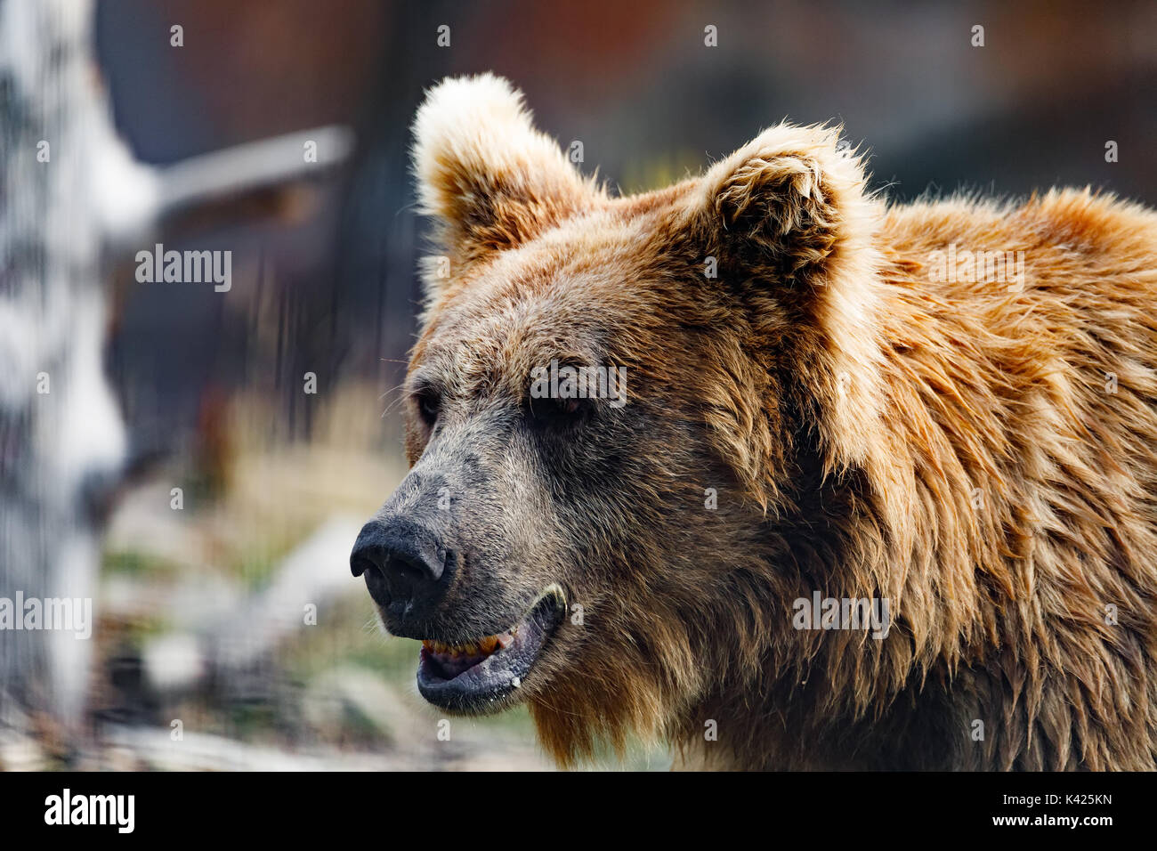 Himalayan brown bear (Ursus arctos isabellinus), also known as the ...