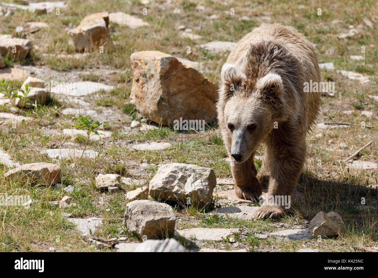 Himalayan brown bear (Ursus arctos isabellinus), also known as the ...